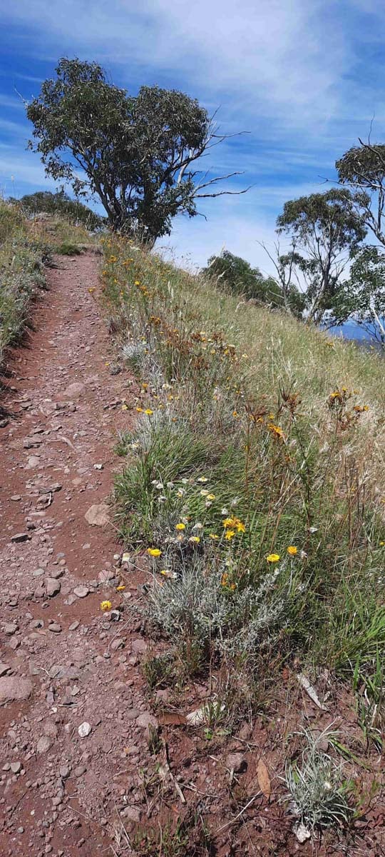 Mount Timbertop Summit Walk (5.5km) - Howqua Hills Historic Area, VIC
